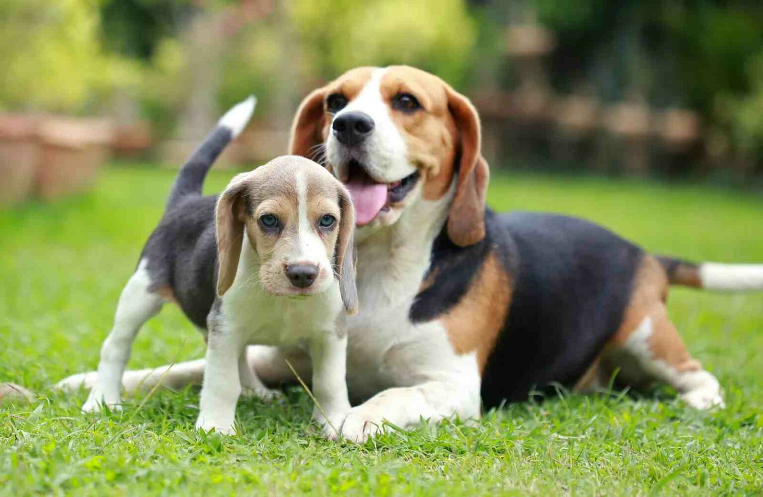 Razas de perros cariñosos para abrazar