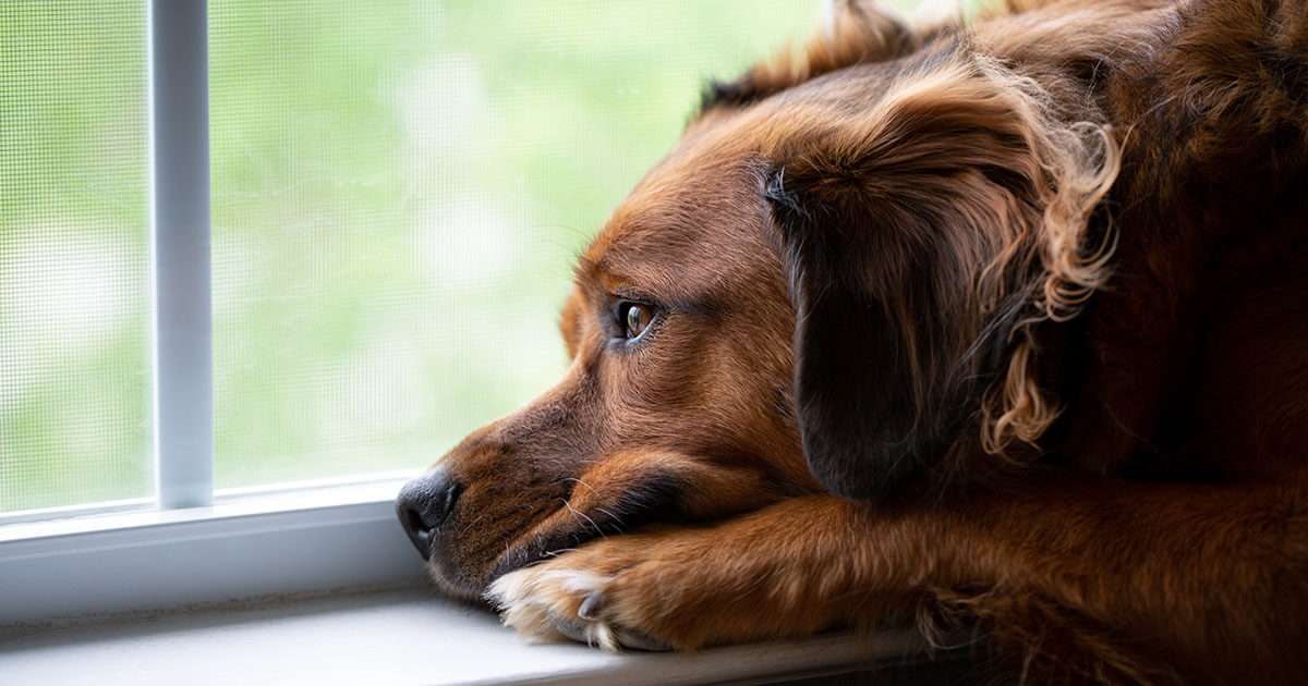 Puppy Depression: Signs, Causes, and How to Help Your Pet