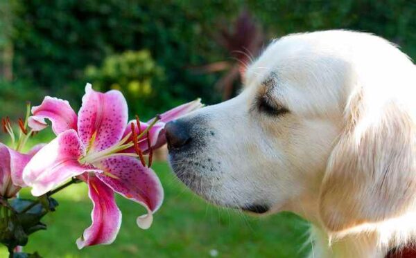 Why Dogs Have a Powerful Sense of Smell