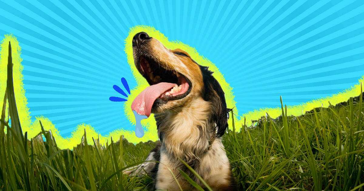 Why Do Dogs Pant? | Dog Panting Explained