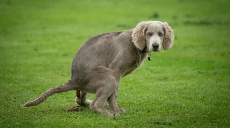 Why Dogs Look at Owners While Pooping | Explained