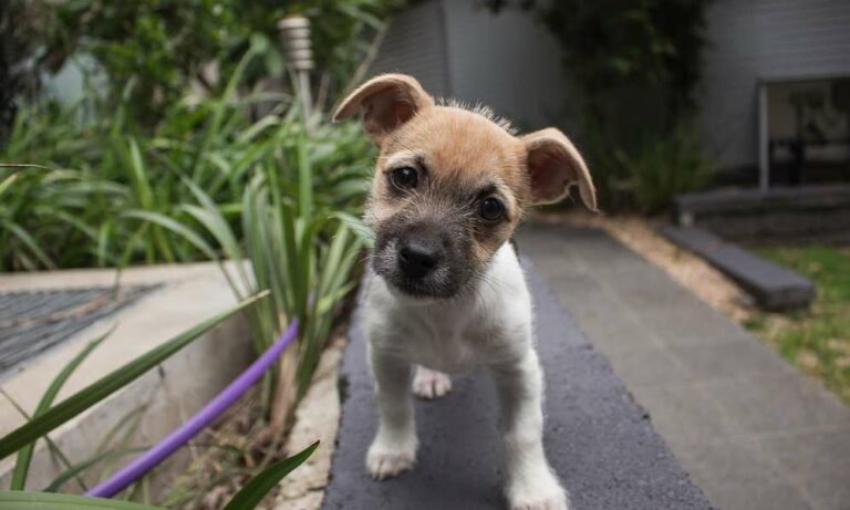 Why Dogs Tilt Their Heads | Science Explained
