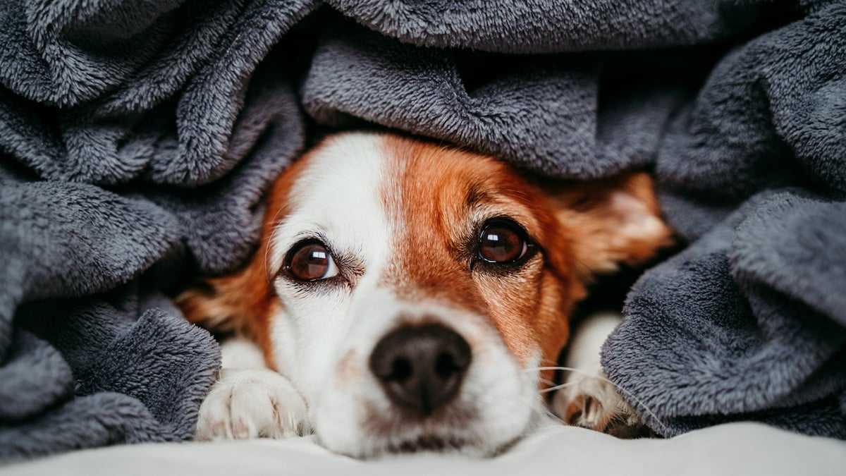 Can Dogs Catch Colds: Symptoms, Causes, and Treatment Tips