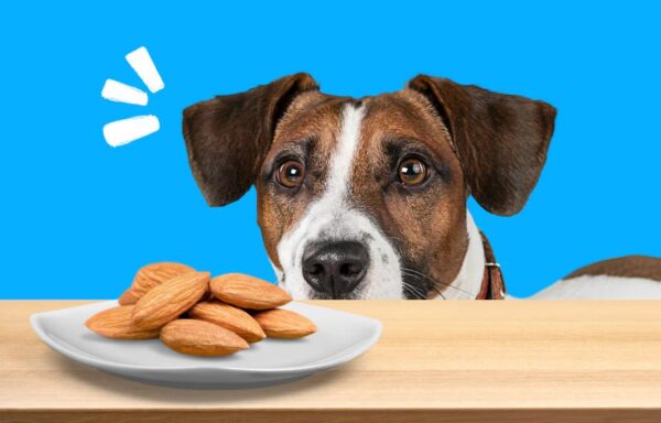 Can Dogs Eat Almonds Safely? Dangers, Symptoms, and Vet Advice