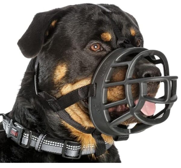 Guía de Bozal para Perros: Tipos, Usos y Consejos