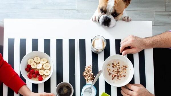 Can Dogs Eat Oatmeal Safely? Health Benefits and Feeding Tips