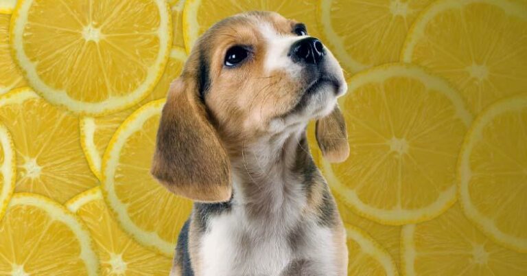 Can Dogs Eat Lemons Safely? Risks, Symptoms, and Vet Advice
