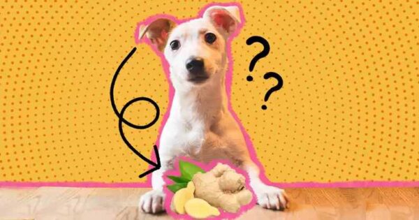 Can Dogs Eat Ginger: Benefits, Risks, and Safe Serving Tips