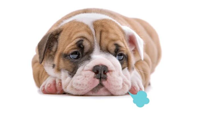 Why Do Dogs Sigh? Meaning Behind Sighing Explained