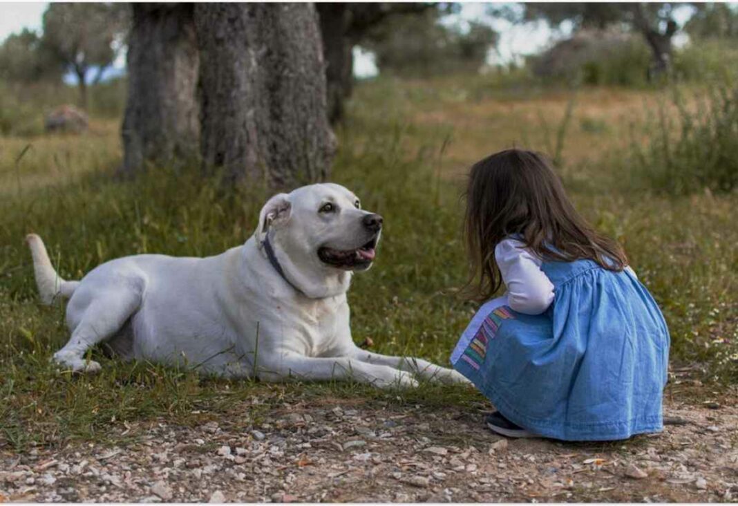Yelling at Dogs: Impact on Stress & Behavior