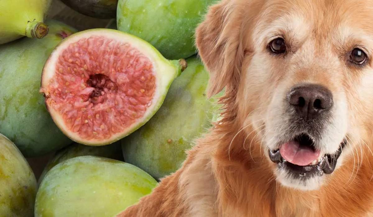 Can Dogs Eat Figs: Benefits, Risks, and Safe Feeding Guide
