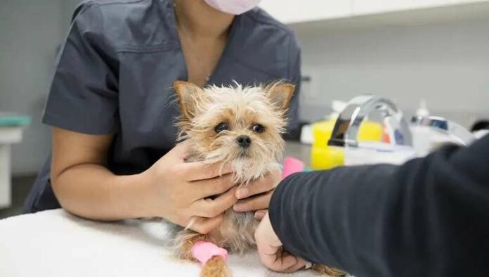 Dog Meningitis: Symptoms, Causes, and Effective Treatment