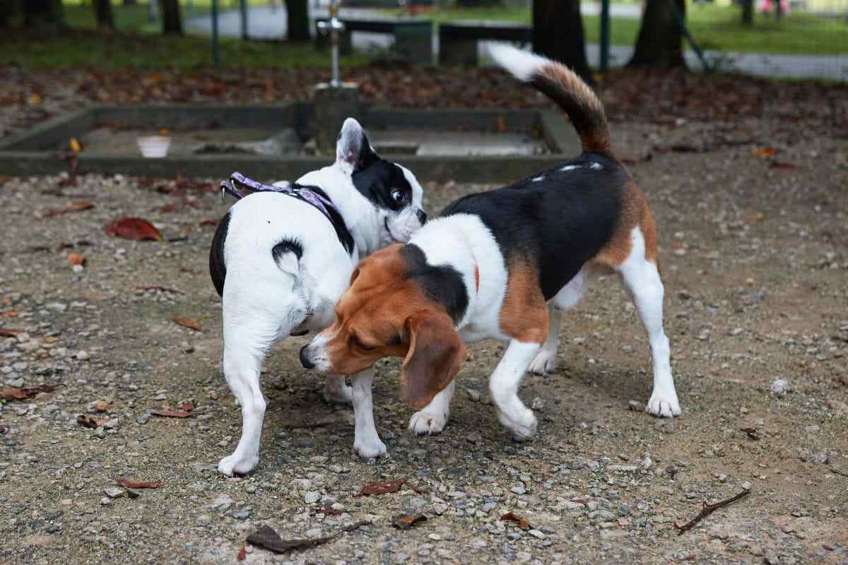 Why Dogs Hit with Their Bums: Strange but Social